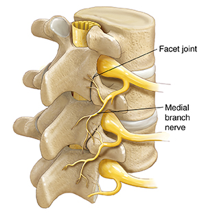 Facet Joint Innervation